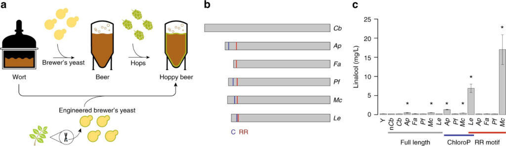 Is Beer Carbonated? Unraveling the Science Behind Your Brew