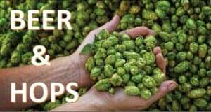 What Are Hops In Beer? [All Questions Answered]