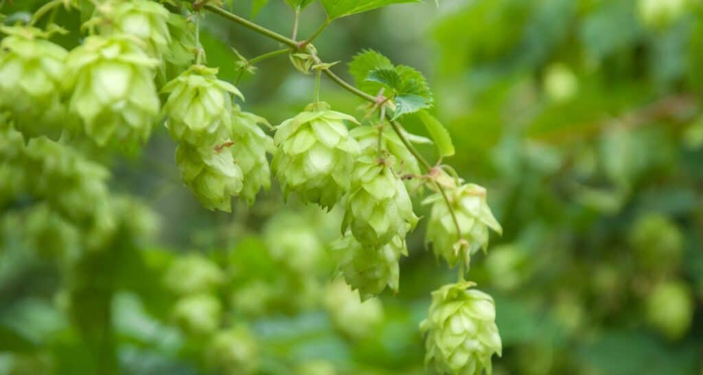 What Are Hops In Beer? [All Questions Answered]