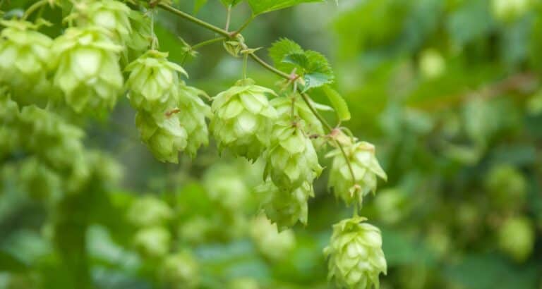 What Are Hops In Beer? [All Questions Answered]