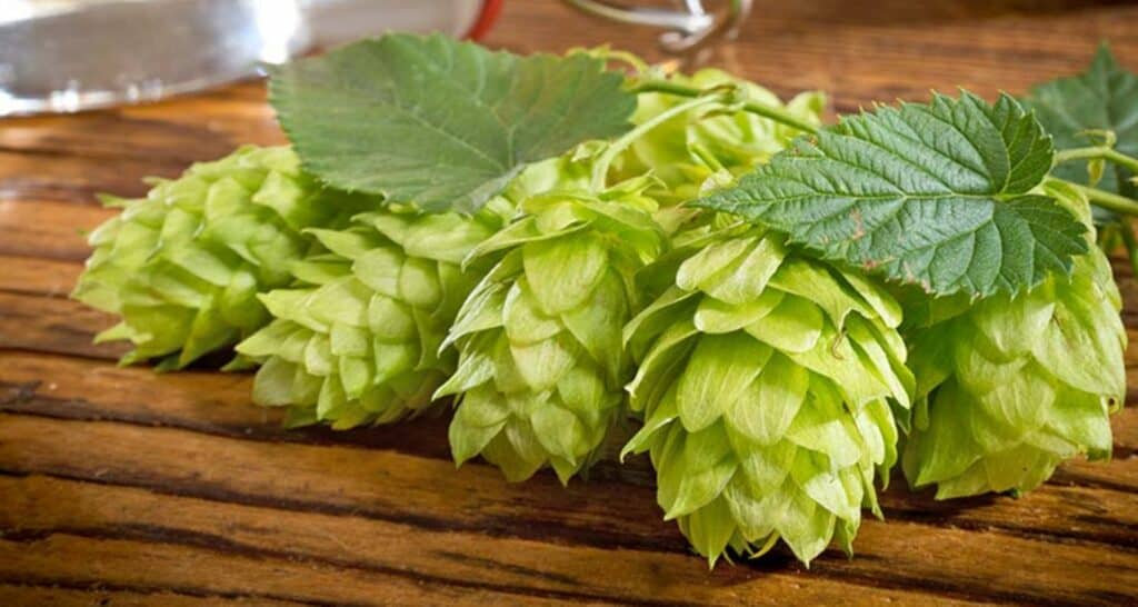 What Are Hops In Beer? [All Questions Answered]