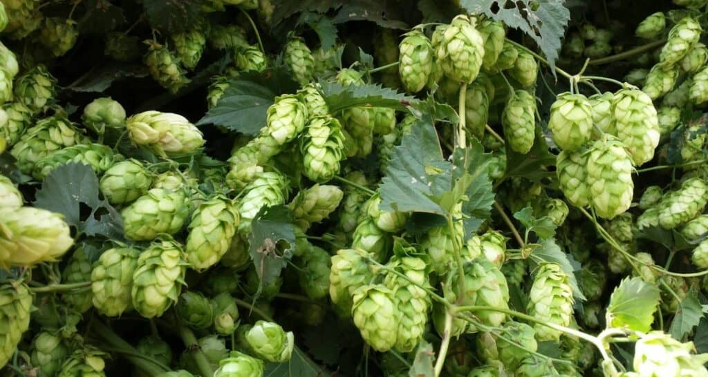 What Are Hops In Beer? [All Questions Answered]