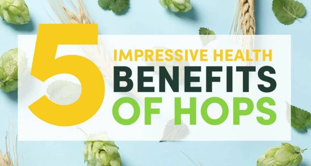 What Are Hops In Beer? [All Questions Answered]