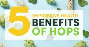 What Are Hops In Beer? [All Questions Answered]