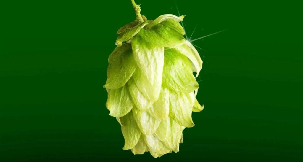 What Are Hops In Beer? [All Questions Answered]