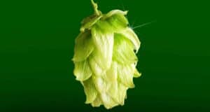 What Are Hops In Beer? [All Questions Answered]