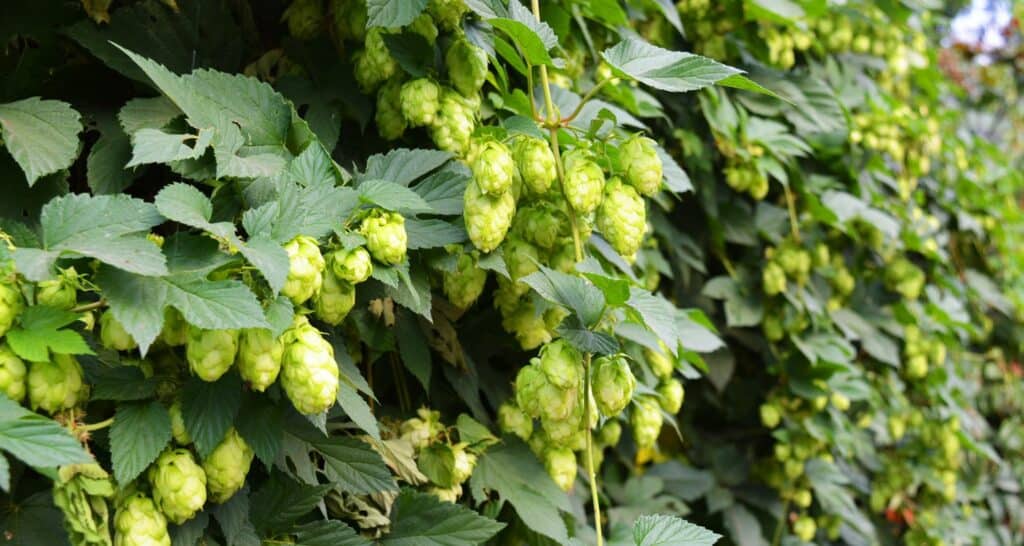 What Are Hops In Beer? [All Questions Answered]
