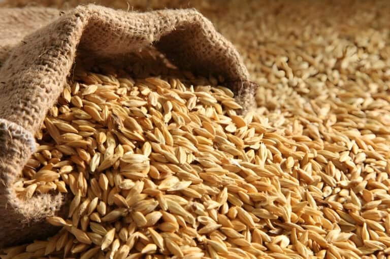 Beer Ingredients - A List of Essentials - People Power Beer
